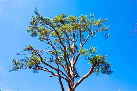 Kostenlose Foto Baum Natur Wald Ast Winter Himmel Blatt Blume