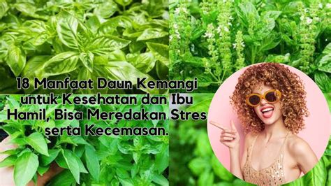 Daun Kemangi 18 Manfaat Daun Kemangi Untuk Kesehatan Dan Ibu Hamil