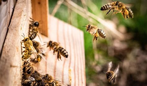 Cuánto sabes sobre las abejas Fundación Aquae