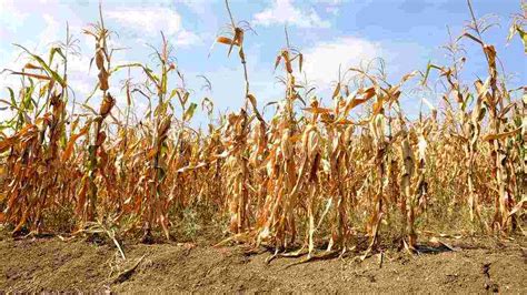 Giornata Mondiale per la lotta a desertificazione e siccità la sua