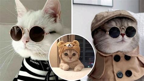 5 Fotos De Gatos BONITOS Para Poner En Tu Perfil Petlife