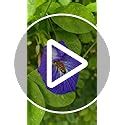 Amazon Onalee S Seeds Butterfly Pea Vine Seeds Rich Royal Blue