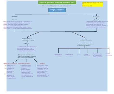 Bacterias Mapa Conceptual Morfologia Jlibalwsap