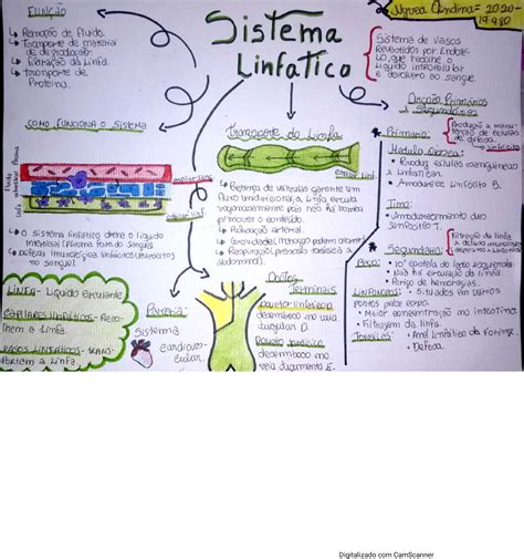 Sistema Linfático Mapa Mental RECTORY
