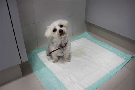 Blog Meu Cão Companheiro Como Ensinar o Cachorro a Fazer Xixi e Cocô