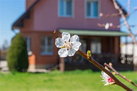 Obstbäume düngen Wann und womit macht man s