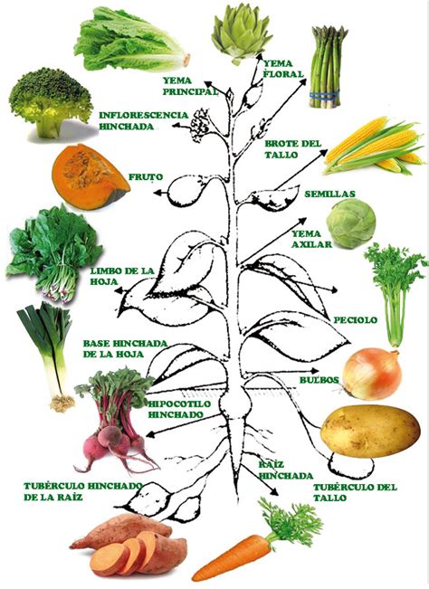 Aprendamos Horticultura Clasificaci N De Las Hortalizas