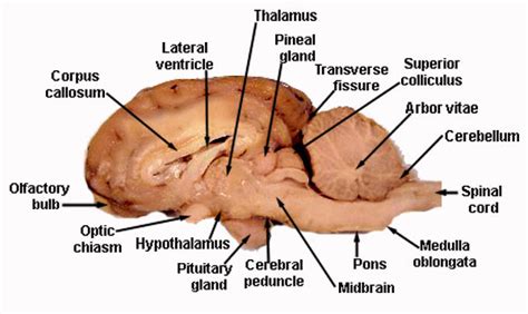 Labeling A Sheep Brain