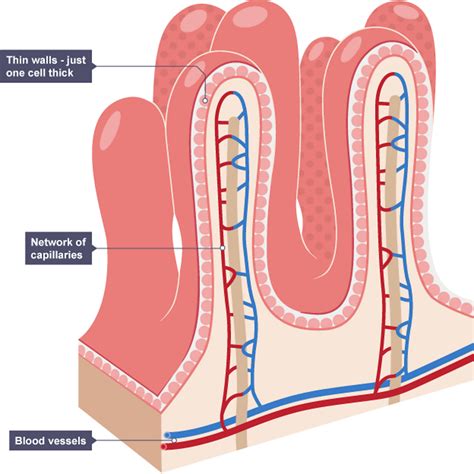 Digestion Bbc Bitesize