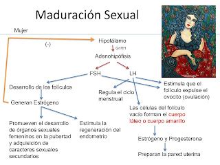 Primer Nivel de Enseñanza Media 1 2 Medio Sistema reproductor humano