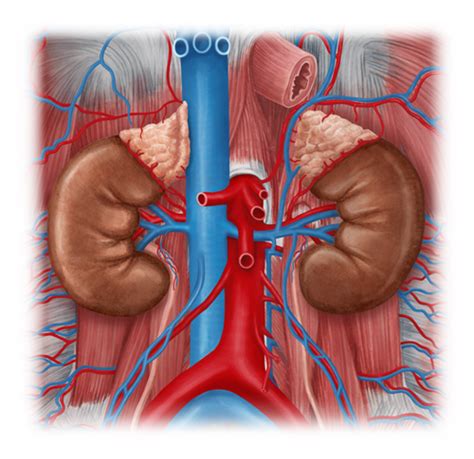 Nephrology Flashcards Quizlet