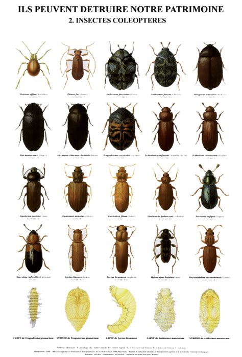 Identification Insecte Maison