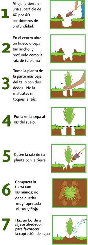 Medio Ambiente Tutorial Como Plantar un árbol
