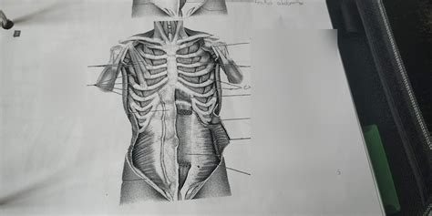 Posterior Thoracic Cage Muscles Diagram Quizlet