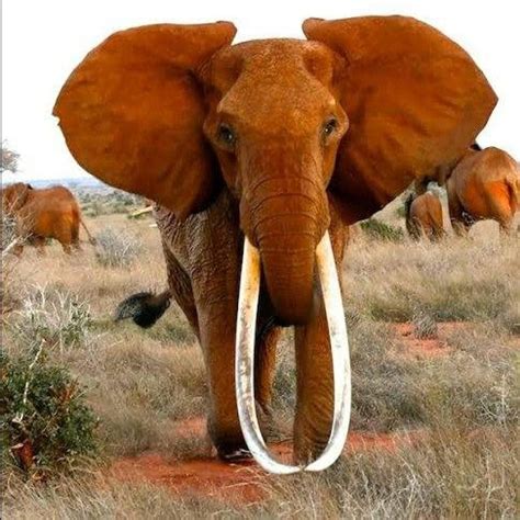 Fallece Dida la hembra de elefante con los colmillos más largos El