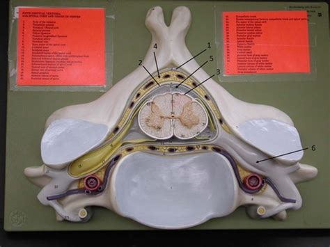 Nervous System Lab Structures Flashcards Quizlet