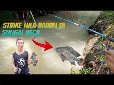 MANCING IKAN NILA DI PINGGIRAN SUNGAI BANYAK NILA BERLARIAN YouTube