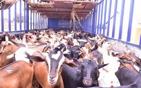 State House VP Alupo Empower Katakwi Farmers With Hybrid Goats New
