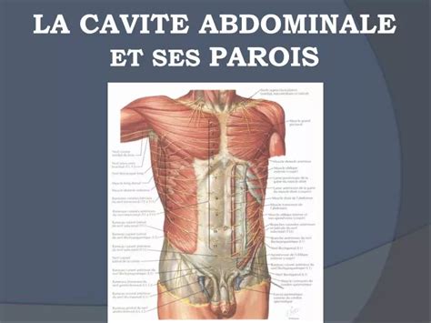 PPT LA CAVITE ABDOMINALE ET SES PAROIS PowerPoint Presentation Free
