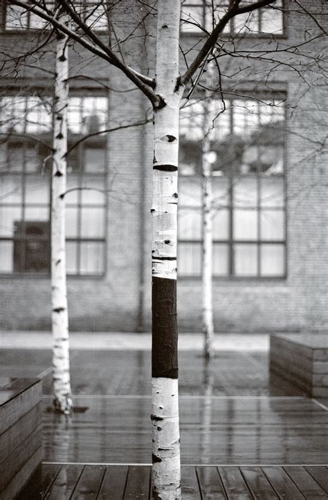 Fotos gratis árbol nieve invierno en blanco y negro madera la