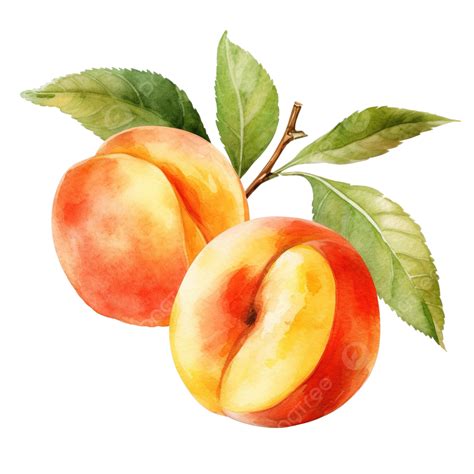 Peaches Watercolor Illustration Peach Leaf Juicy PNG Transparent
