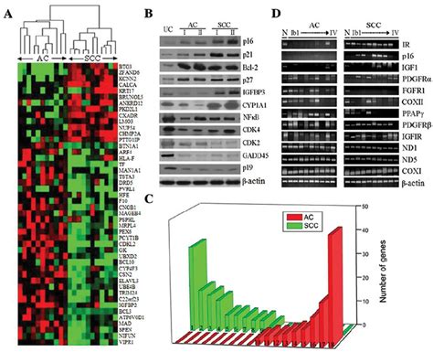 Gene Expression Profiles Measured By Microarrays A Hierarchical
