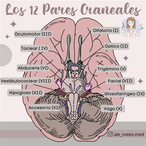 Los 12 Pares Craneales Milagros Esteban UDocz