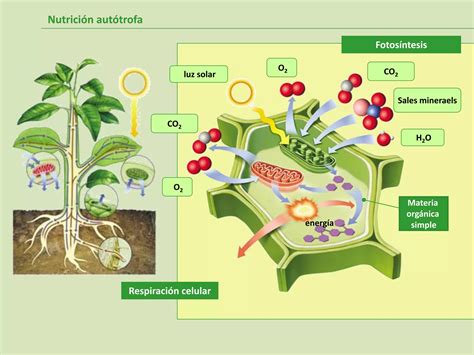 Procesos Celulares En La Nutrici N Aut Trofa Y Heter Trofa Ppt