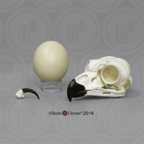 Great Horned Owl Set Bone Clones Osteological Reproductions