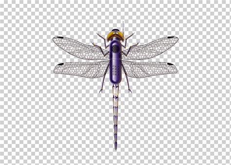 Libélula insecto púrpura no es el mismo material libélula material