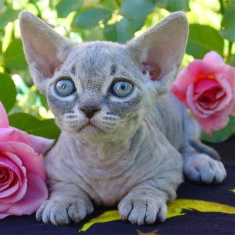 Youll Never Forget These Unusual And Rare Cat Breeds Always Pets