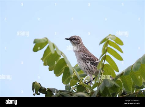 Northern Mockingbird Mimus Polyglottos Orpheus In Jamaica Stock Photo