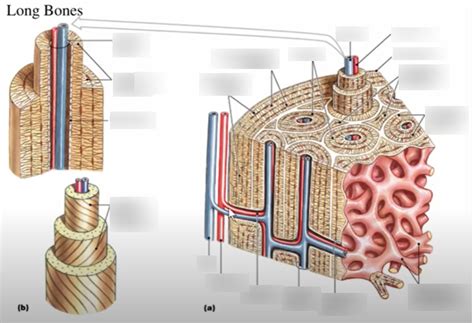 Compact Bone Diagram Quizlet