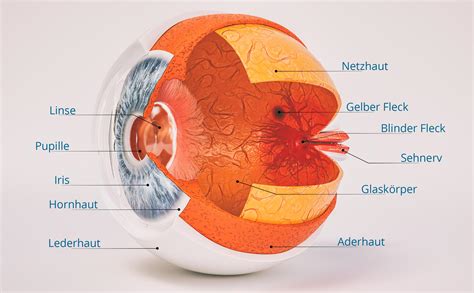 Stirnrunzeln Samt Cabrio Das Auge Biologie Aufbau Und Funktion Stra E