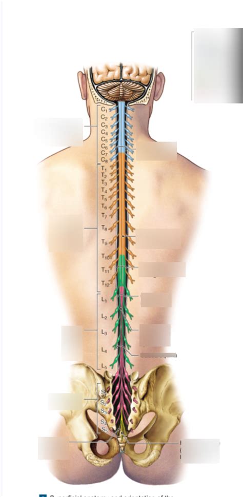Chapter Gross Anatomy Of Spinal Cord Diagram Quizlet