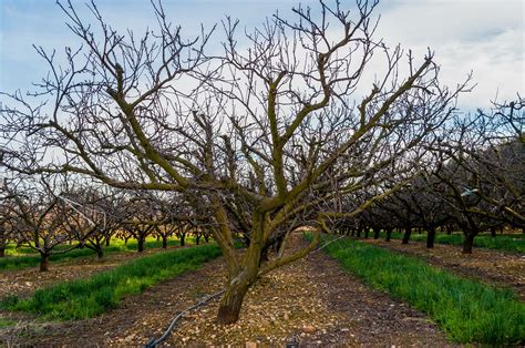 6 Conseils Pour Traiter Les Arbres Fruitiers En Hiver