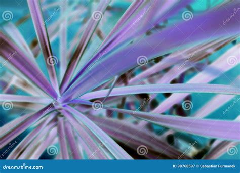 Spreading Plant Stock Image Image Of Bush Wood Plants 98768597