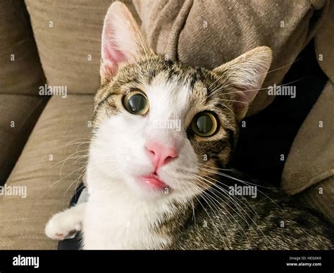 Funny Cat Closeup Hi Res Stock Photography And Images Alamy