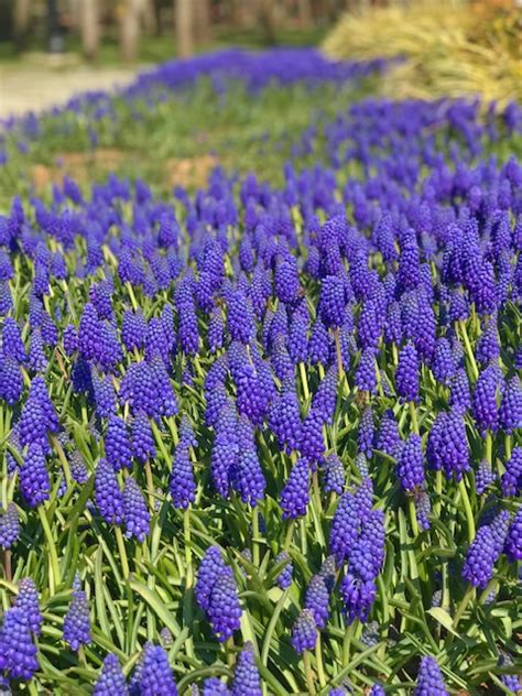 Istanbul Tulip Festival Istanbul Lale Festivali A Treat Life