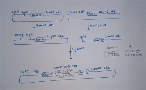 Solved Draw An Annotated Diagram Showing How Biobricks Work What Is