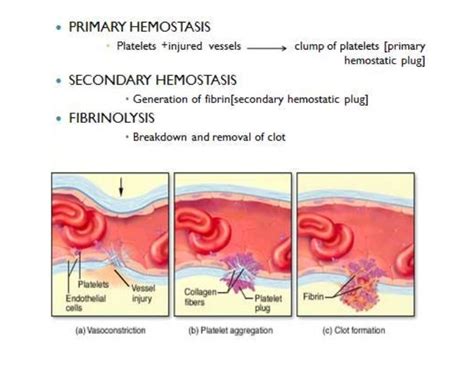Describe The Role Of Platelets In Hemostasis And Blood Clotting