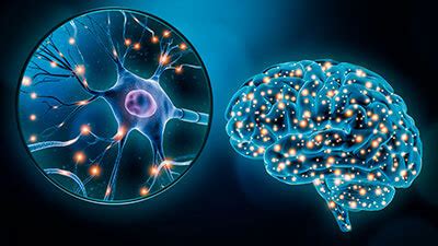 Neuroplasticidad Qu Es Tipos Y Consejos Para Mejorarla