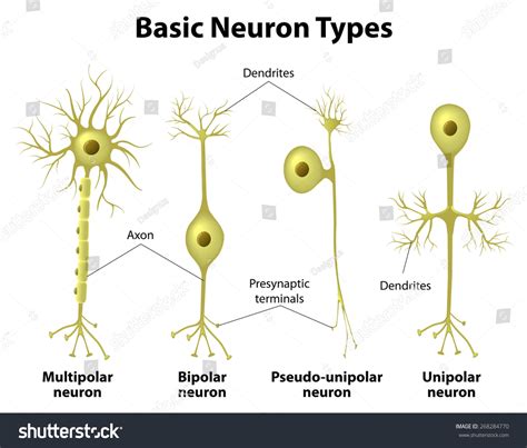 Basic Neuron Types Unipolar Pseudounipolar Neuron Stock Illustration
