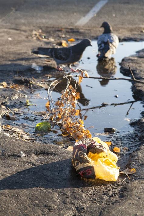 Las Palomas Nadan En Un Charco En El Asfalto Junto A La Basura Foto De