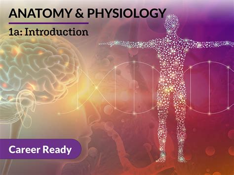 Anatomy And Physiology A Introduction Edynamic Learning