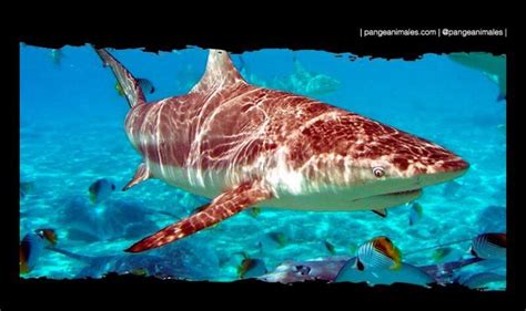Tiburón Cobrizo Características Qué come y Hábitat Pangea