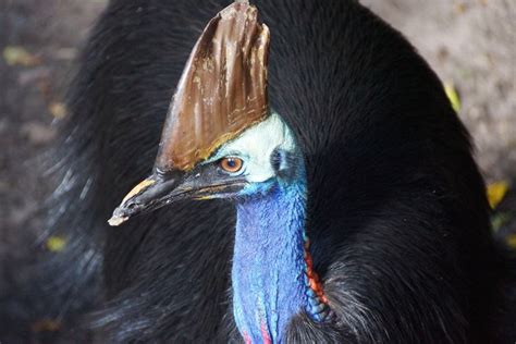 Mengapa Burung Kasuari Berbahaya