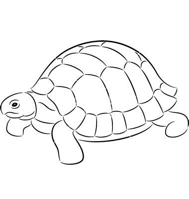 Tortoise On VectorStock Turtle Drawing Tortoise Drawing Turtle
