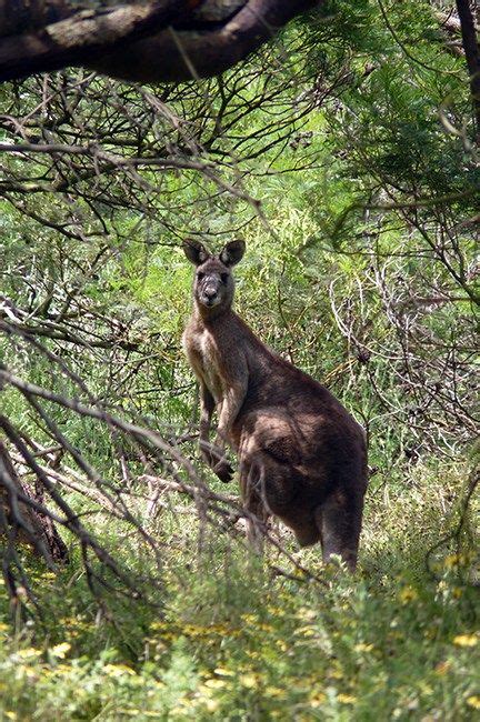 Une pause à Tower Hill à la rencontre de la faune australienne Dans