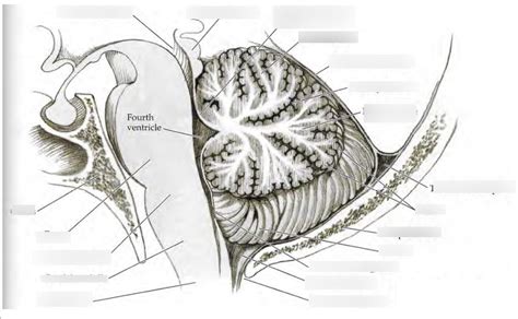 Cerebellum Diagram Diagram Quizlet